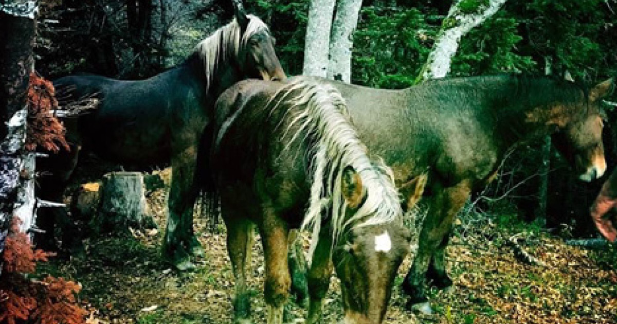 CALAME & TREMBLEY | Chat Noir